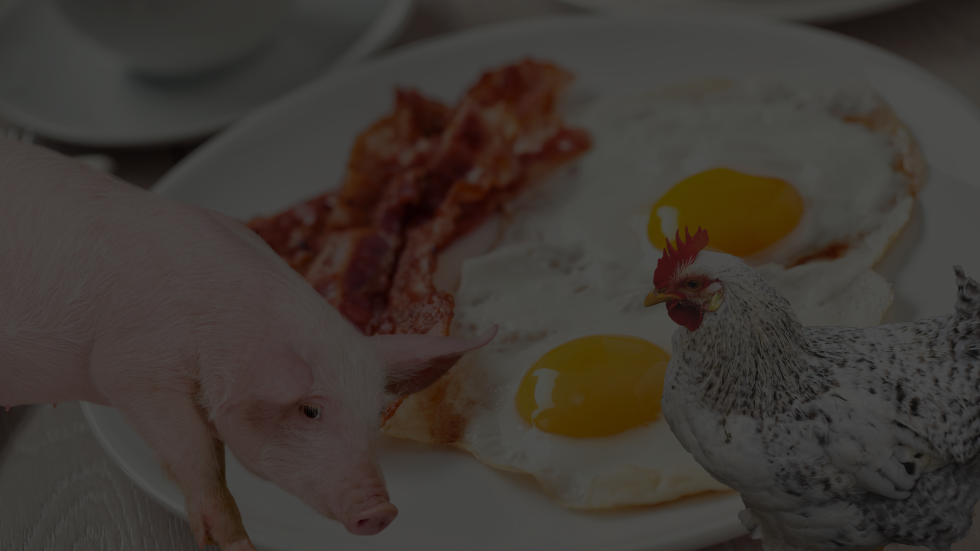 The Chicken and the Pig Parable - Sukay & Associates